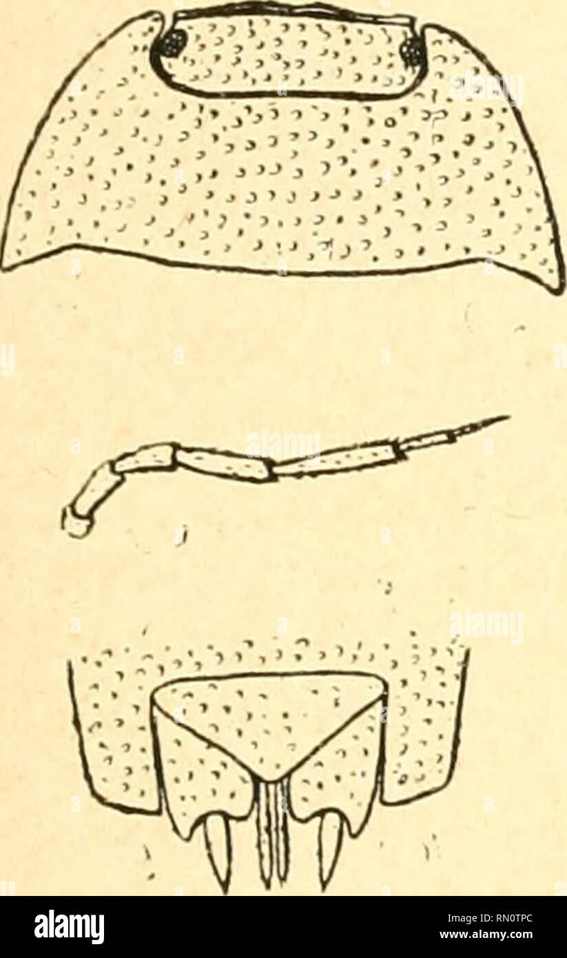 Isopodes terrestres hi-res stock photography and images - Alamy