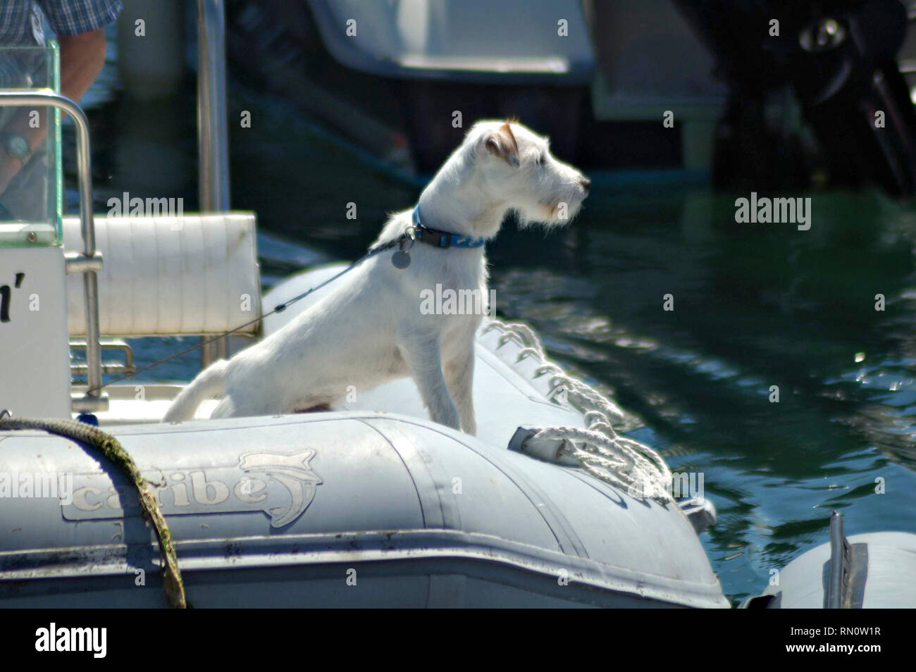 Seafaring dog hi-res stock photography and images - Alamy
