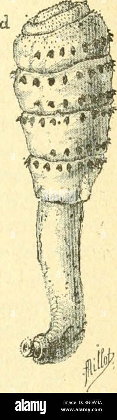 Macaque antérieur hi-res stock photography and images - Alamy