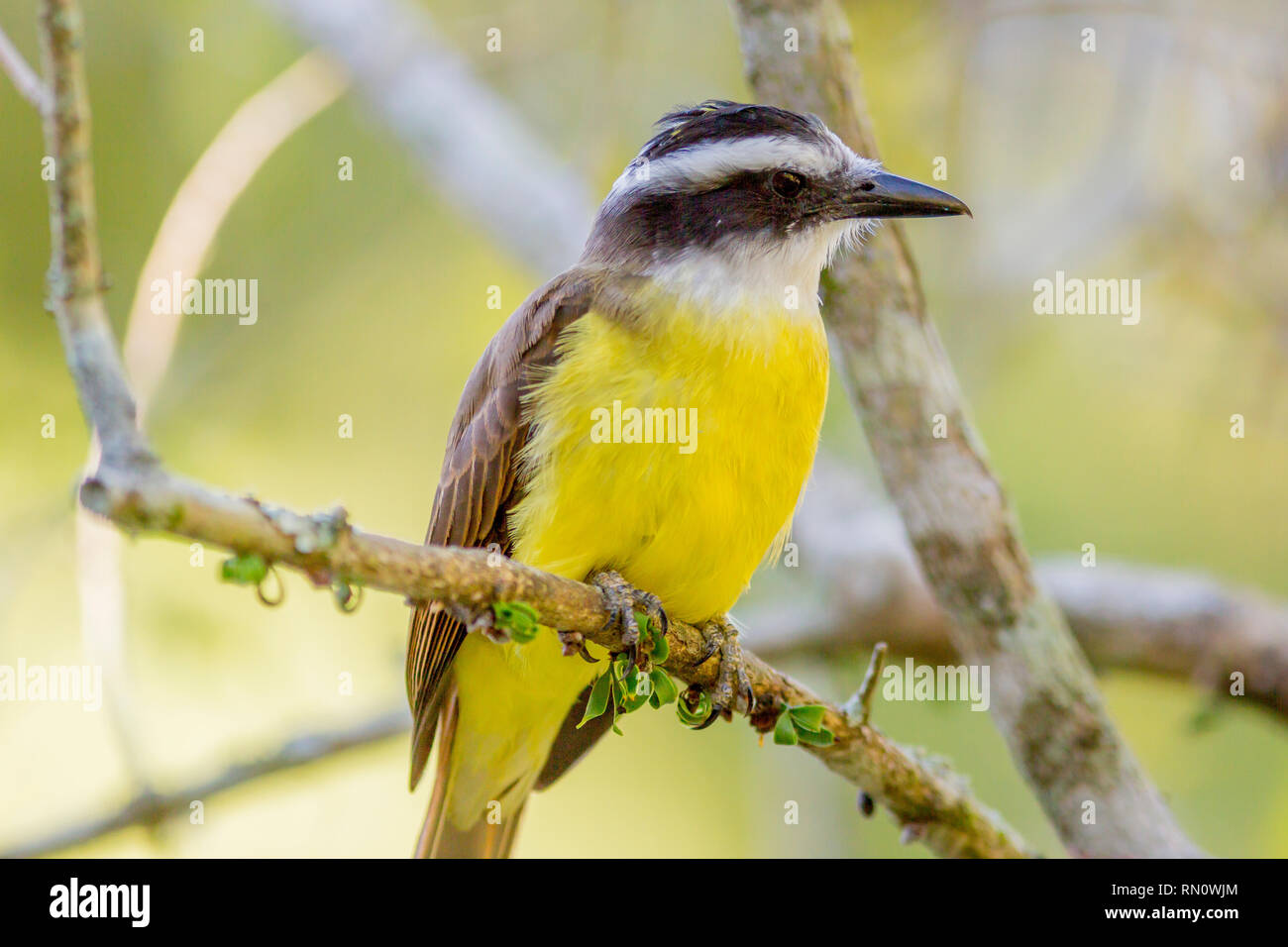 Great Kiskadee