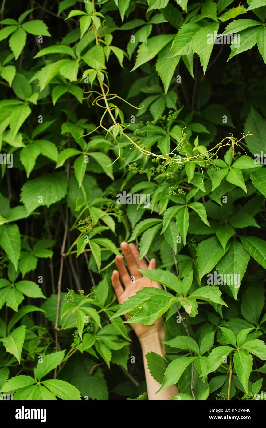Ivy gourd farming hi-res stock photography and images - Alamy