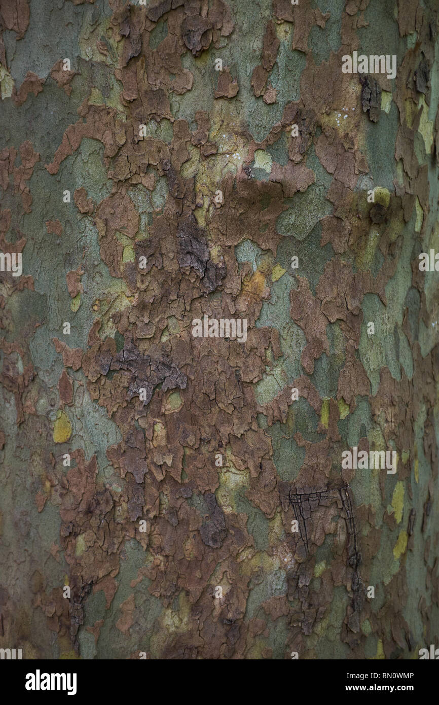 Close up image of mottled sycamore tree bark for background green Stock ...