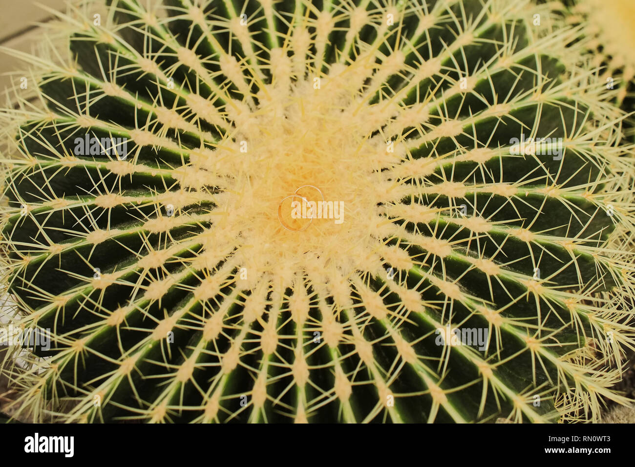 Wedding rings on cactus hi-res stock photography and images - Alamy