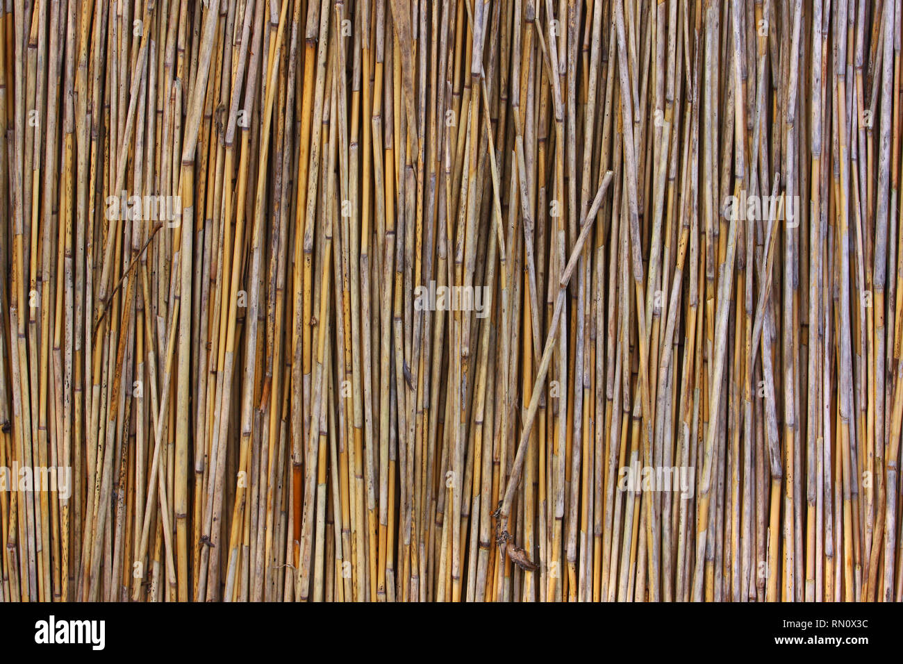 Bamboo screen in a Japanese style garden in UK Stock Photo - Alamy