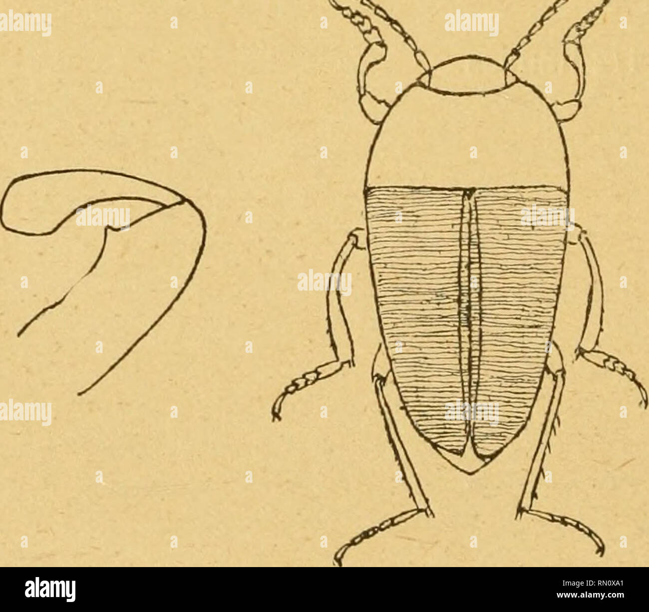 Cholevini hi-res stock photography and images - Alamy