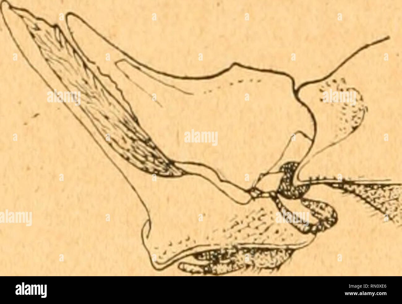 . Annales de la Société entomologique de Belgique. Insects; Entomology ...