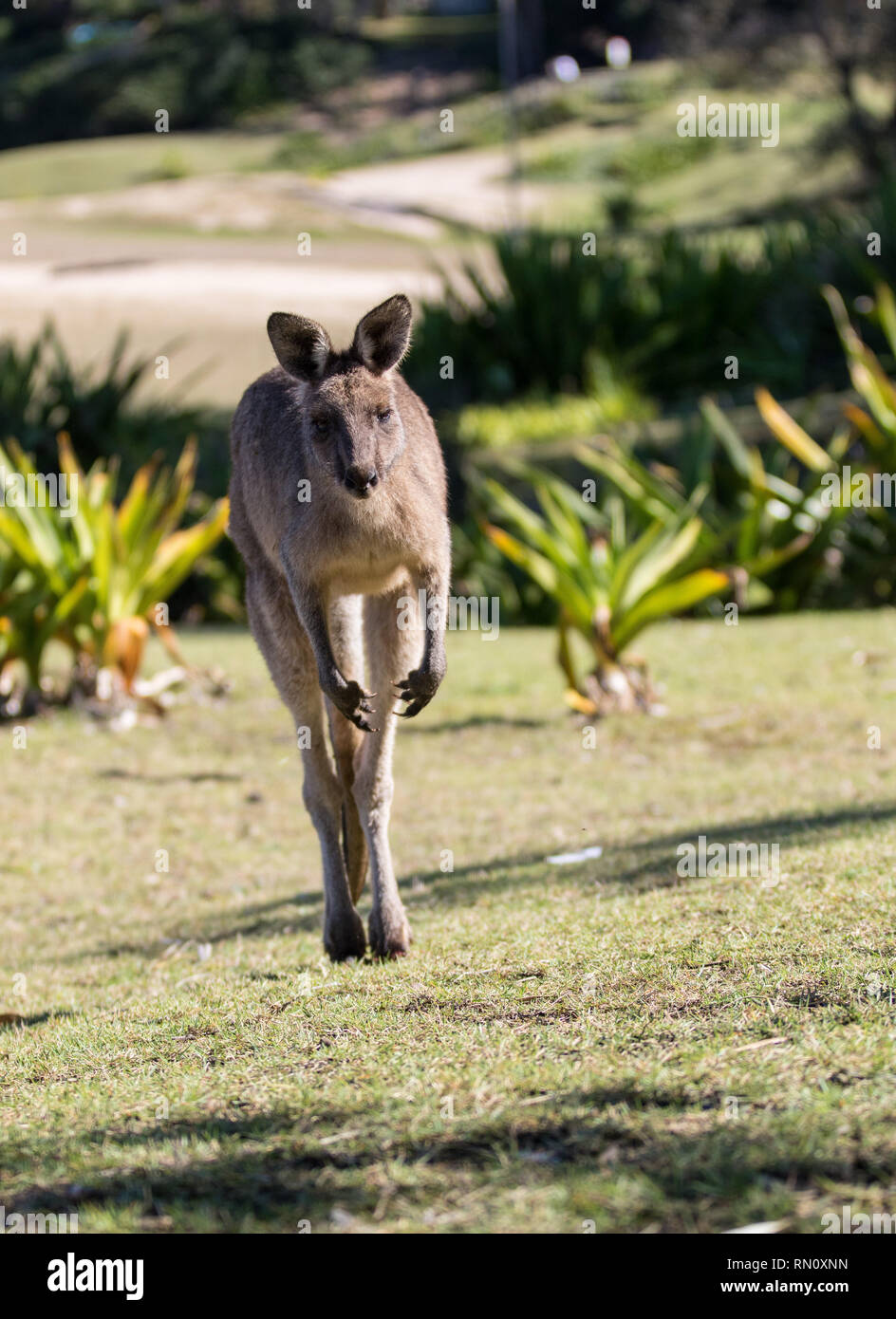 Australian Kangaroo while jumping close Stock Photo - Alamy