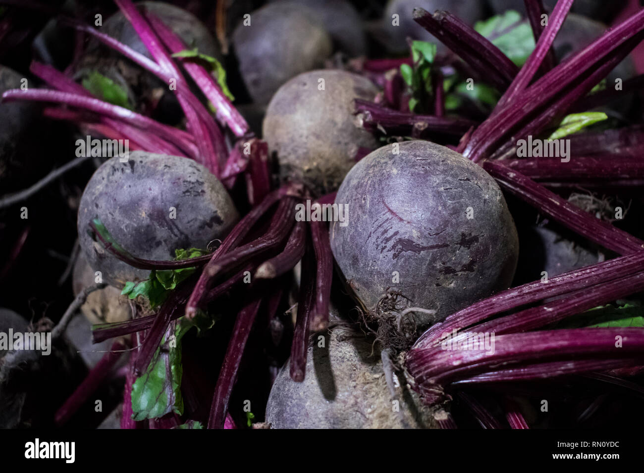 Purple raddish hi-res stock photography and images - Alamy