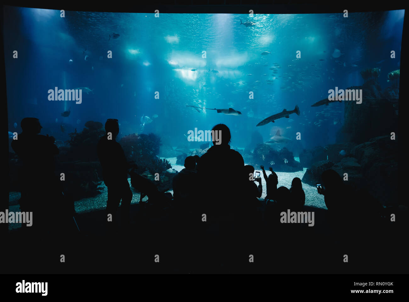 Oceanarium Underwater World. Group of People Watching Fish in a ...