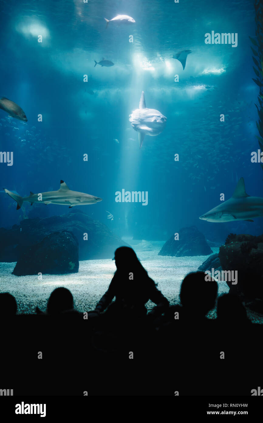 Oceanarium Underwater World. Group of People Watching Fish in a ...