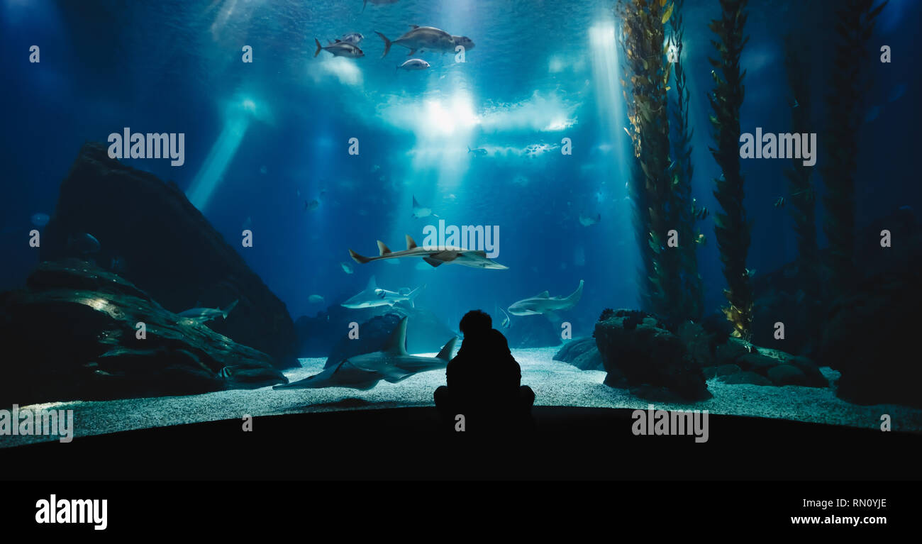 Oceanarium Underwater World. One Person Watching Shark in a Oceanarium ...