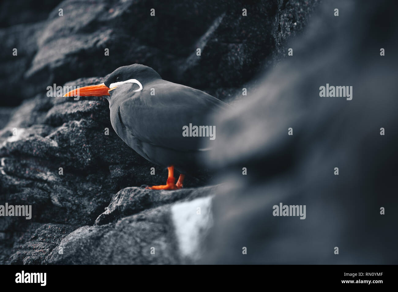 Inca Tern - Larosterna Inca sitting on a rocky coast cliff Stock Photo ...