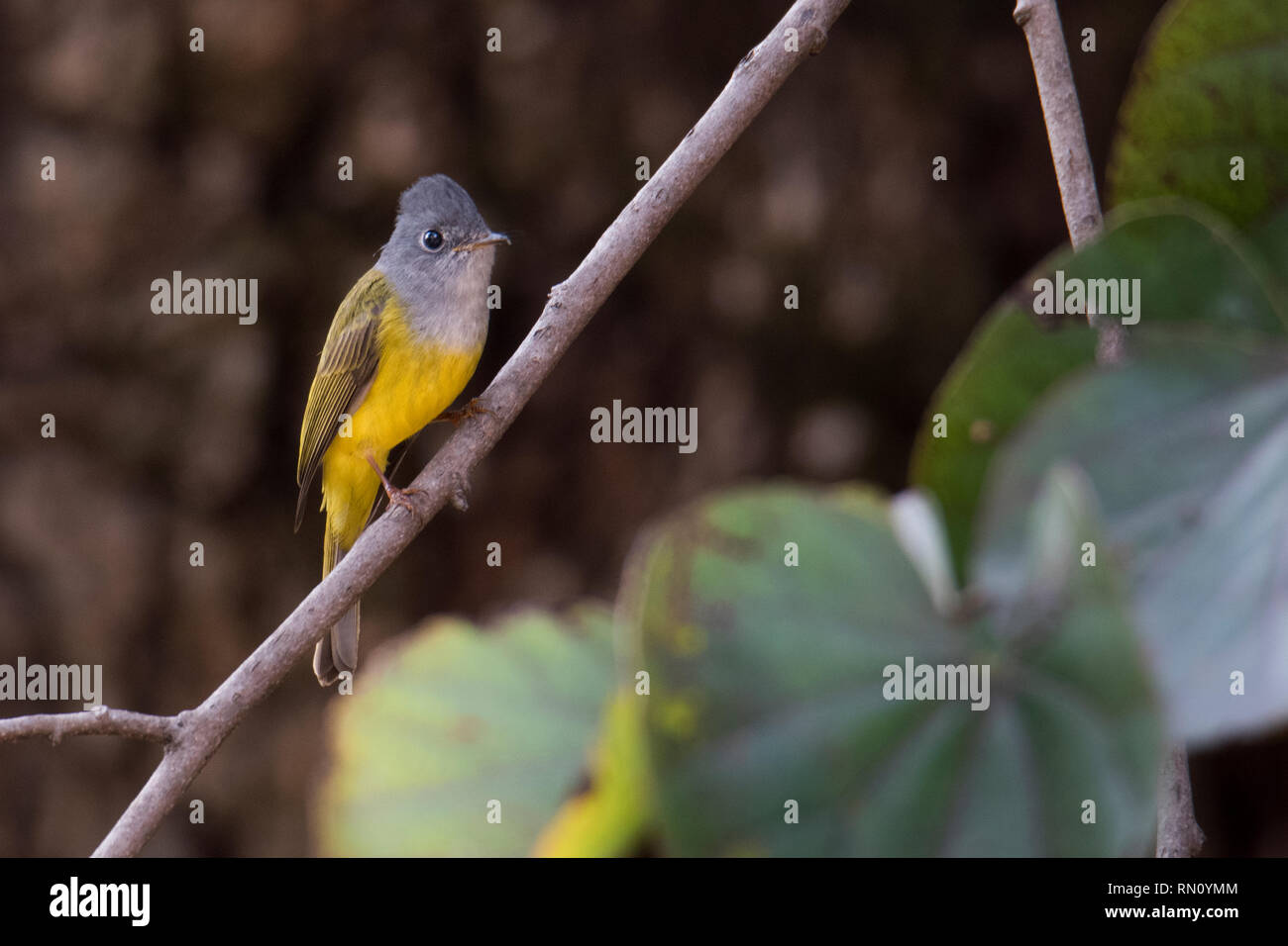gray-headed canary flycatcher Stock Photo - Alamy