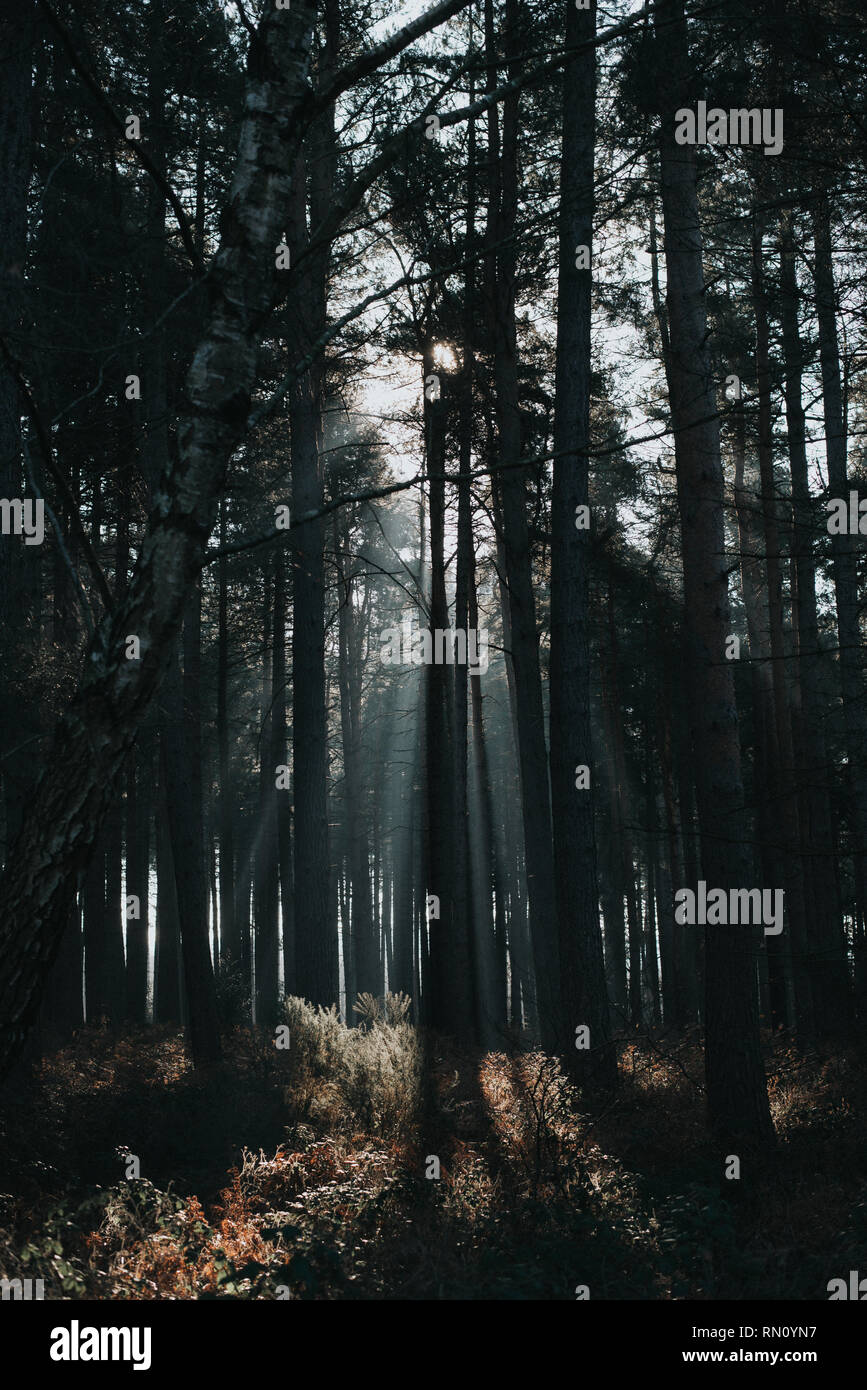 Light coming through beams wood hi-res stock photography and images - Alamy