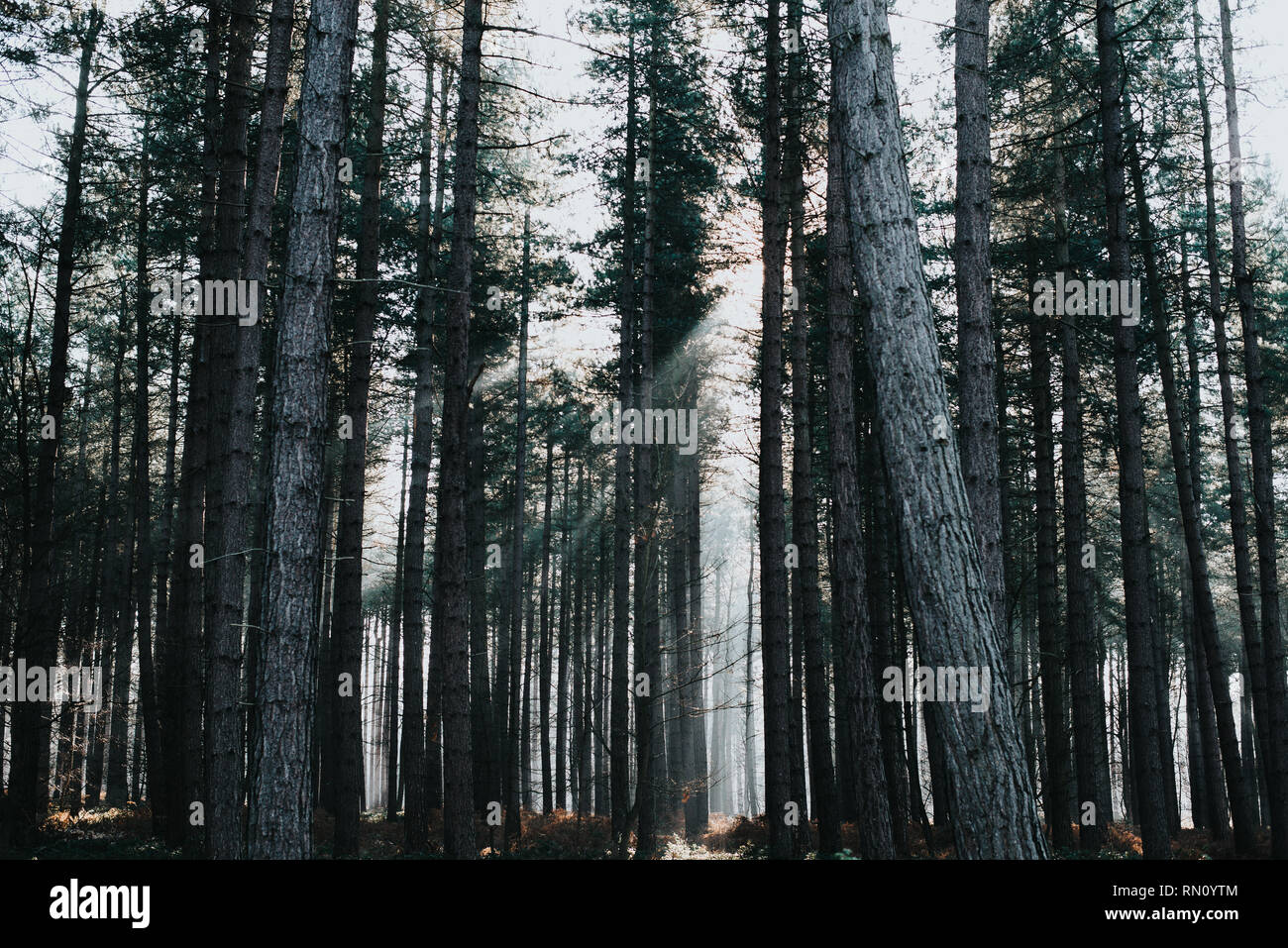 Light coming through beams wood hi-res stock photography and images - Alamy