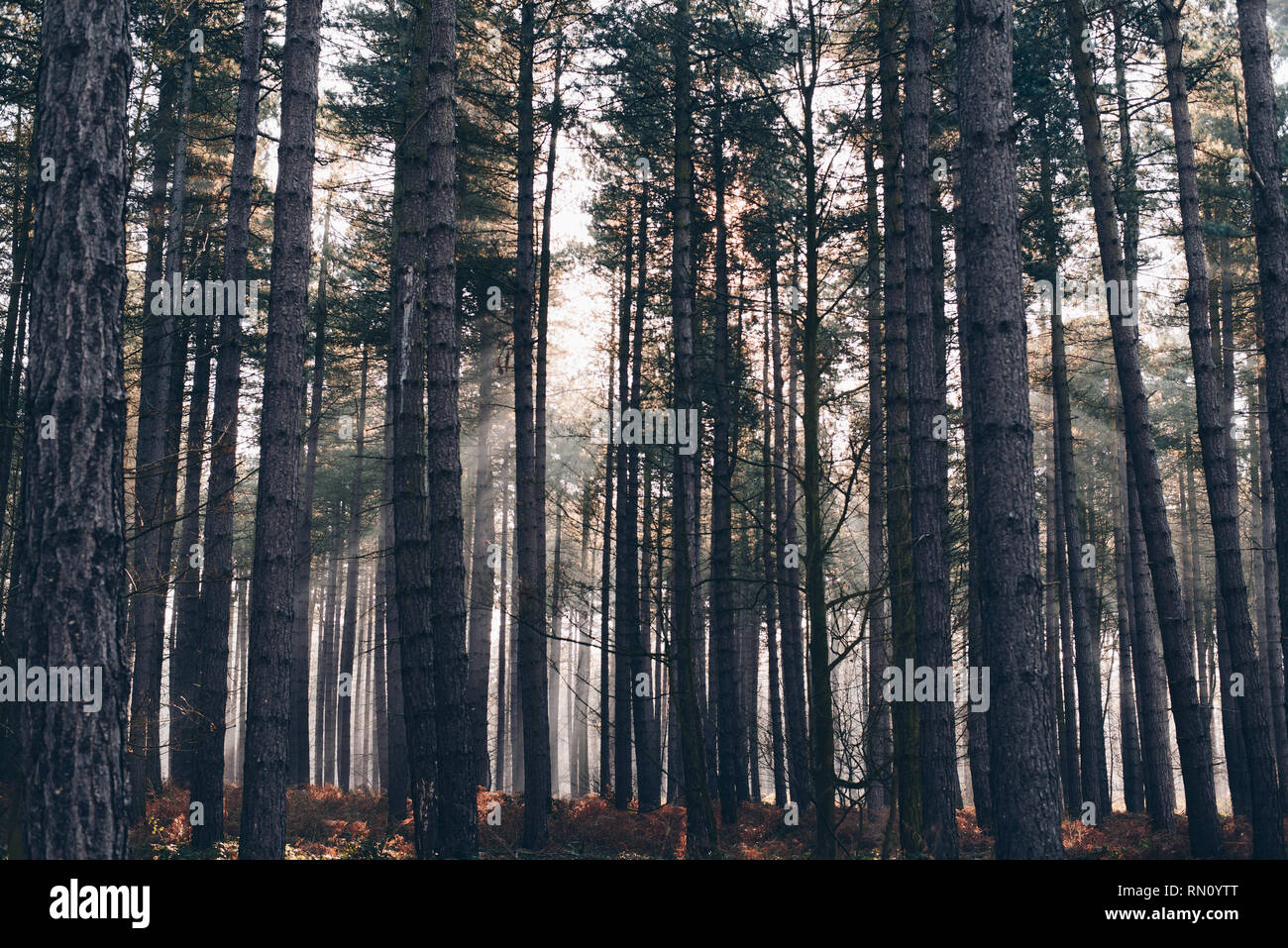 Sunlight through tall pine trees hi-res stock photography and images ...
