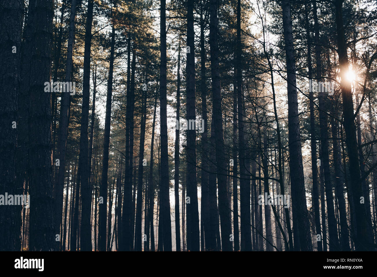 Light coming through beams wood hi-res stock photography and images - Alamy