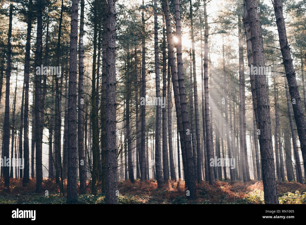 Light coming through beams wood hi-res stock photography and images - Alamy
