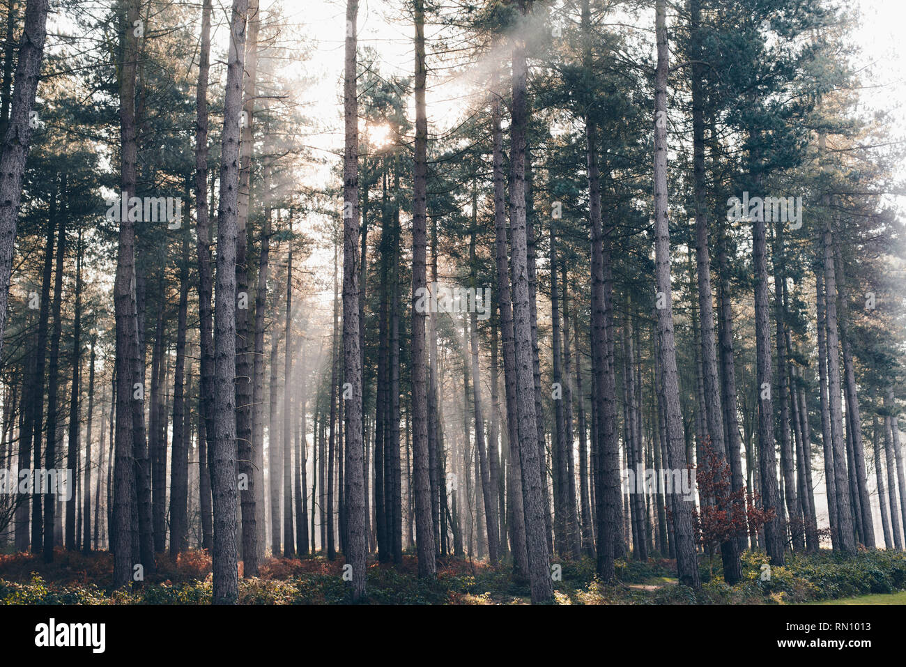 Light coming through beams wood hi-res stock photography and images - Alamy