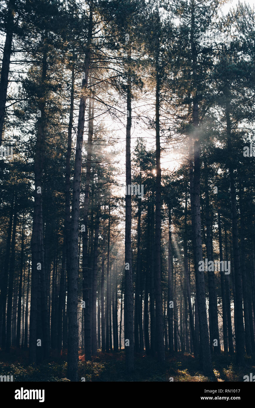 Light coming through beams wood hi-res stock photography and images - Alamy