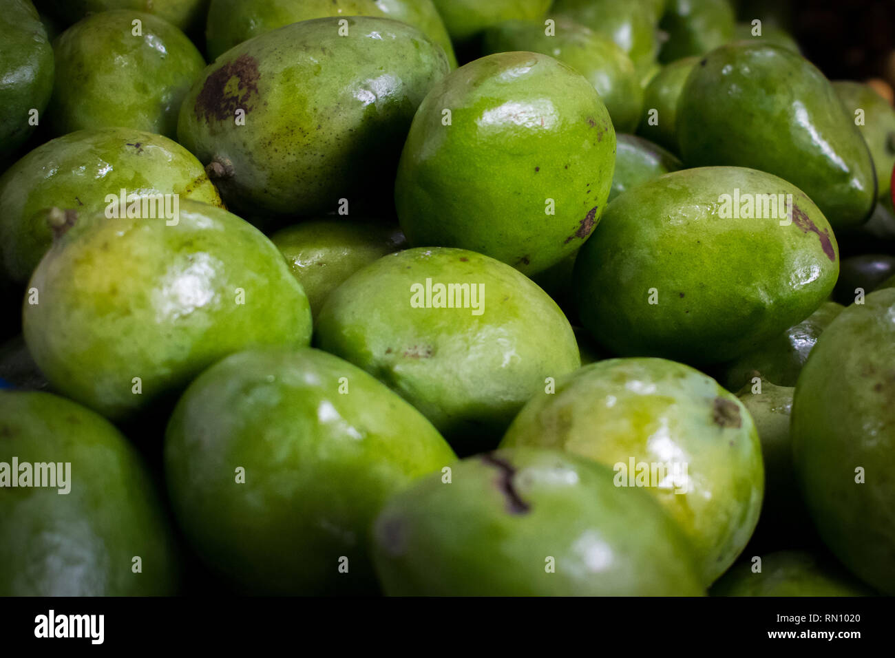 Fresh Karabao Mangoes of the Philippines Stock Photo - Alamy