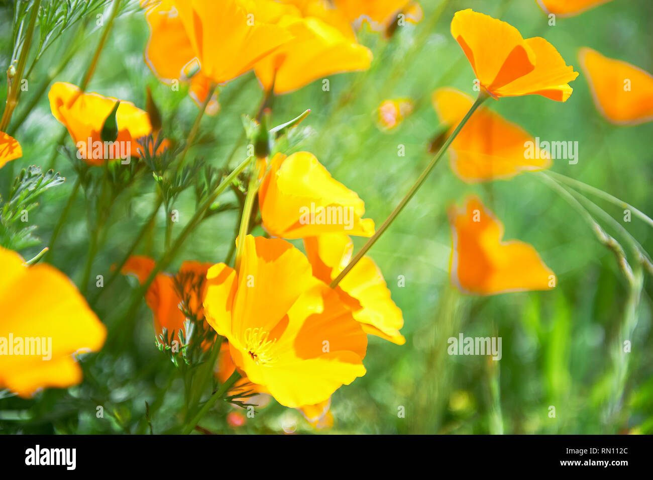 Stanley park vancouver garden hi-res stock photography and images - Alamy