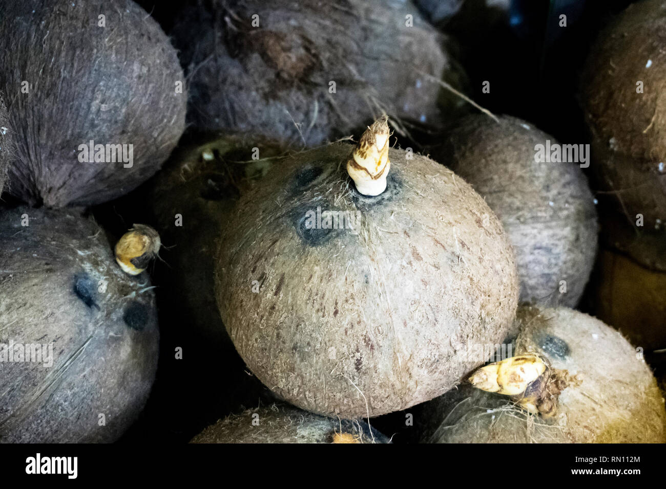 Pile of coconut hi-res stock photography and images - Alamy