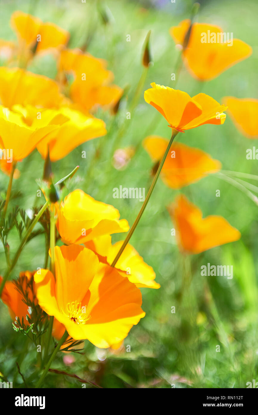 Stanley park vancouver garden hi-res stock photography and images - Alamy