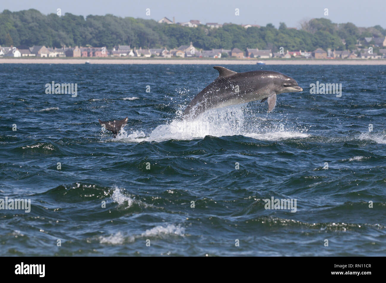 Bottlenose dolphin (Tursiops truncatus) leaping/breaching in the Moray ...