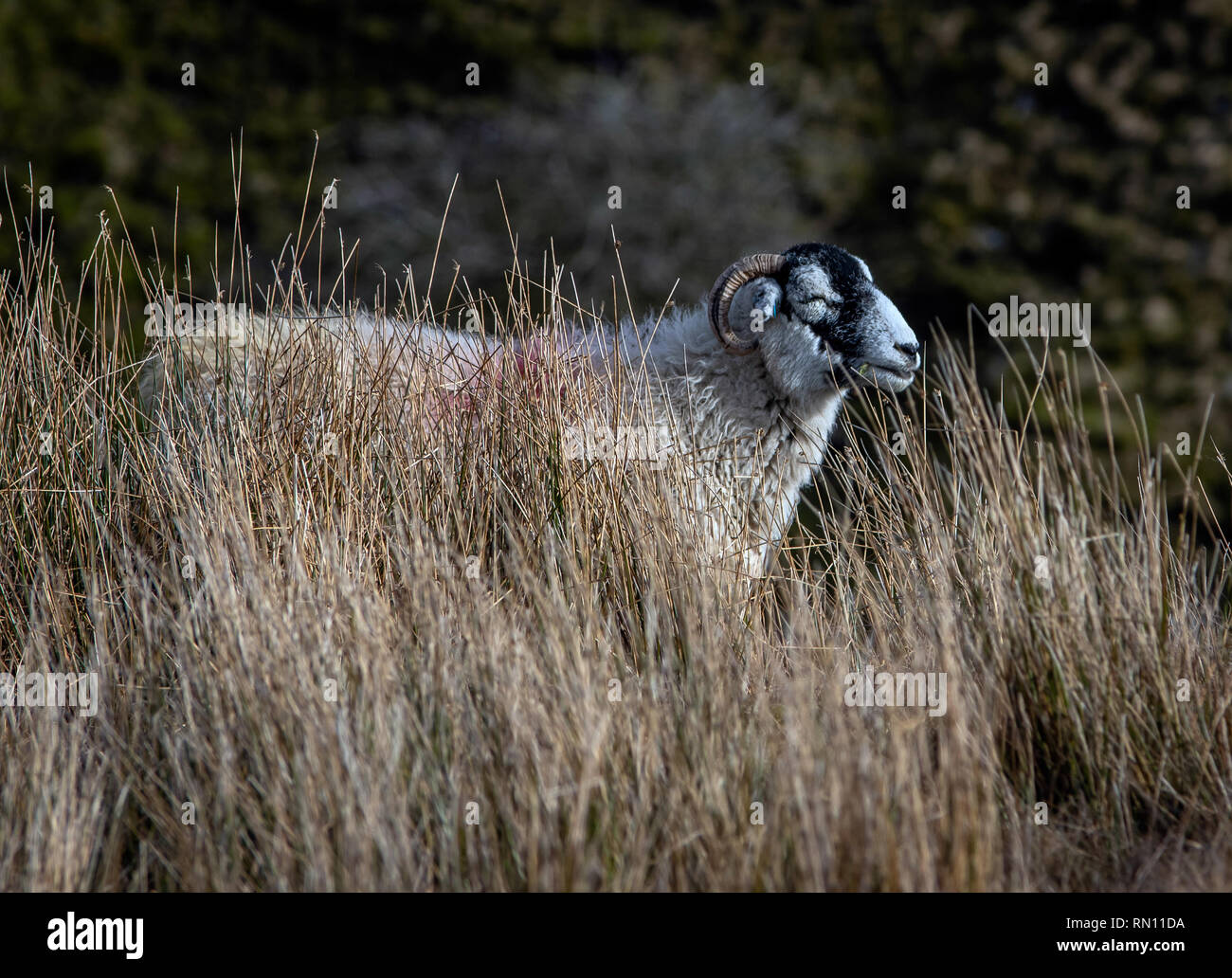 Hardiest sheep hi-res stock photography and images - Alamy