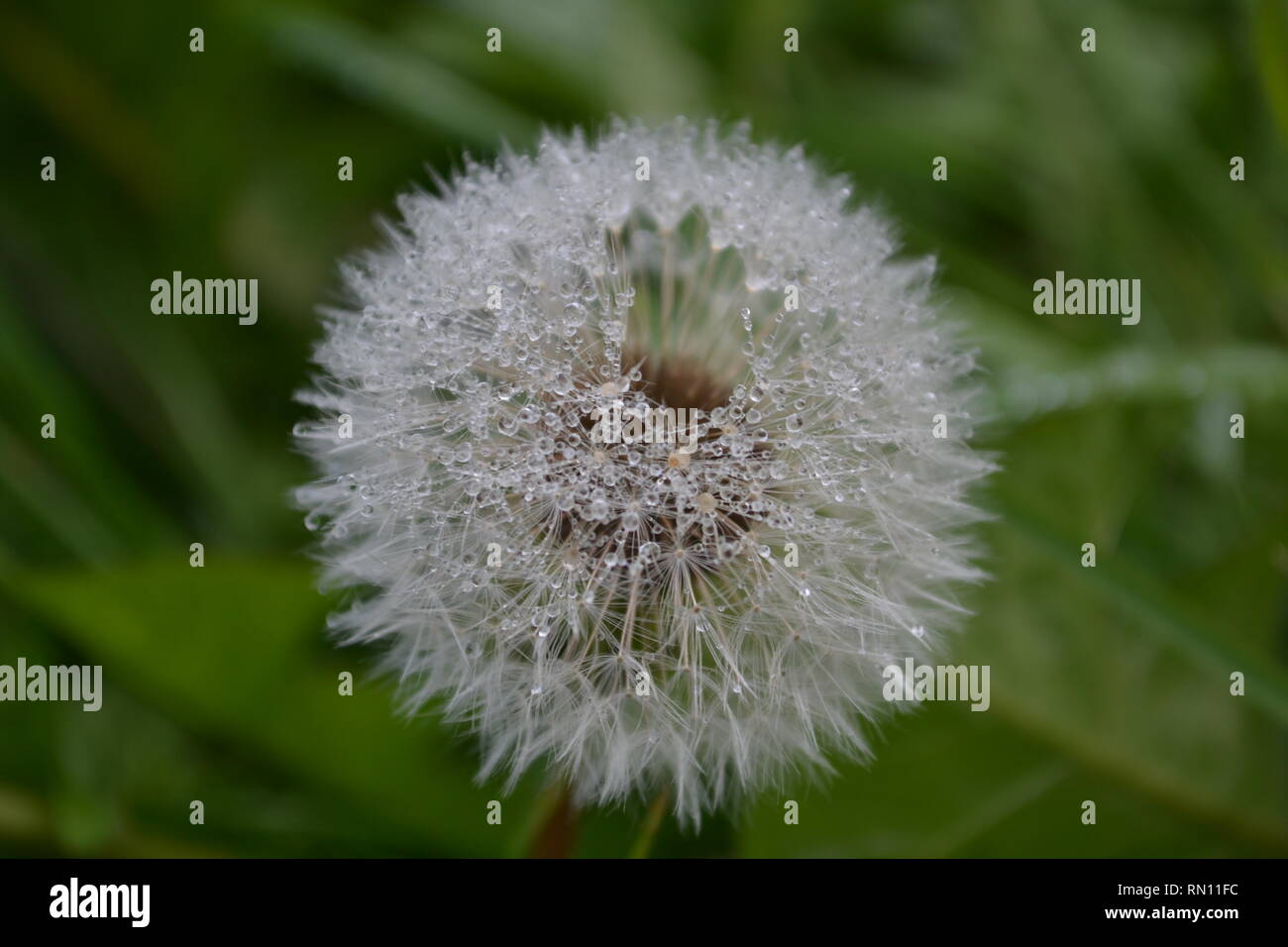 dandelion during flowering Stock Photo - Alamy