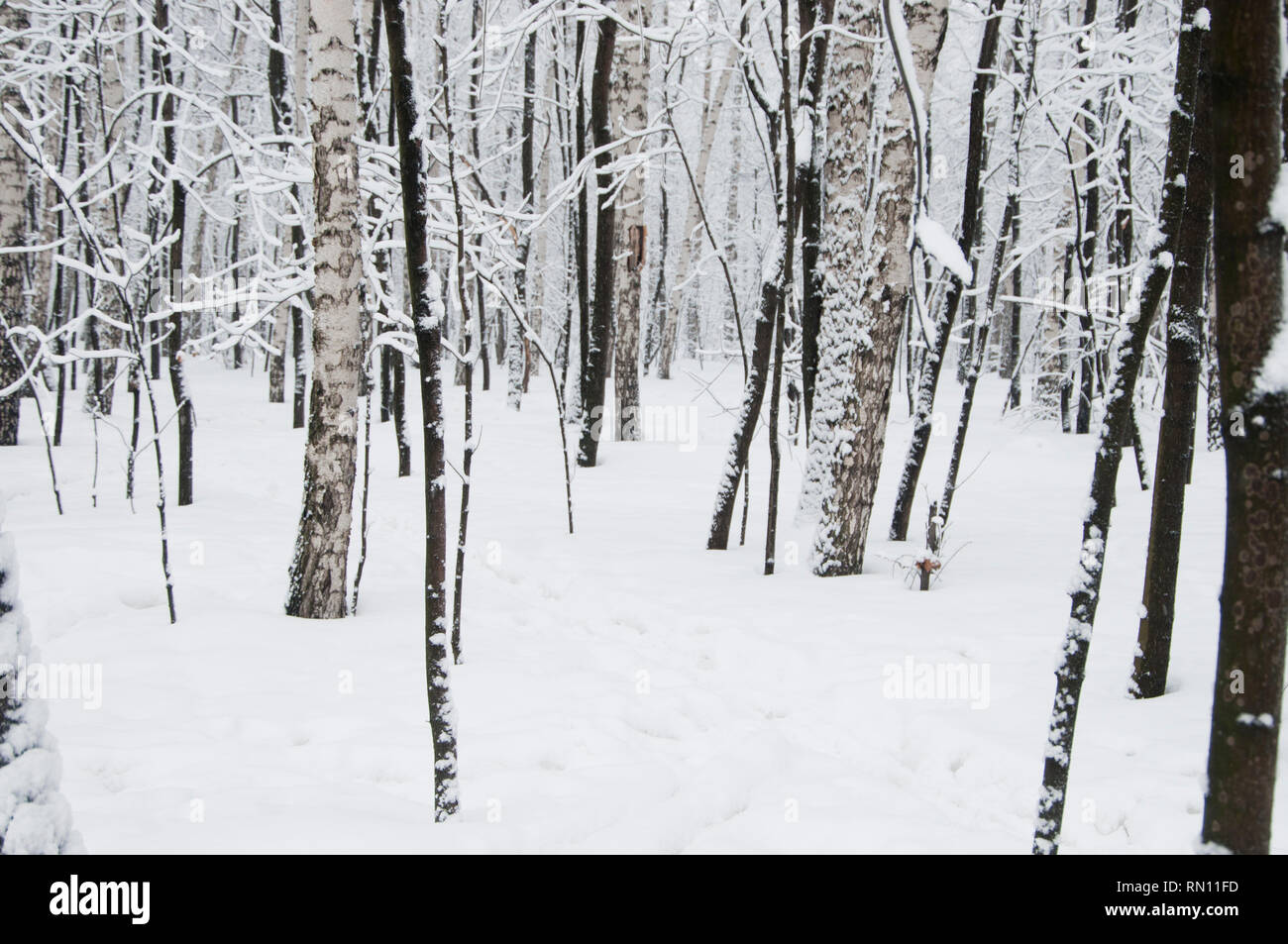 Winter landscape with a park after snowstorm Stock Photo - Alamy