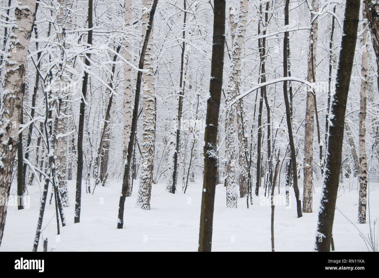 Winter landscape with a park after snowstorm Stock Photo - Alamy