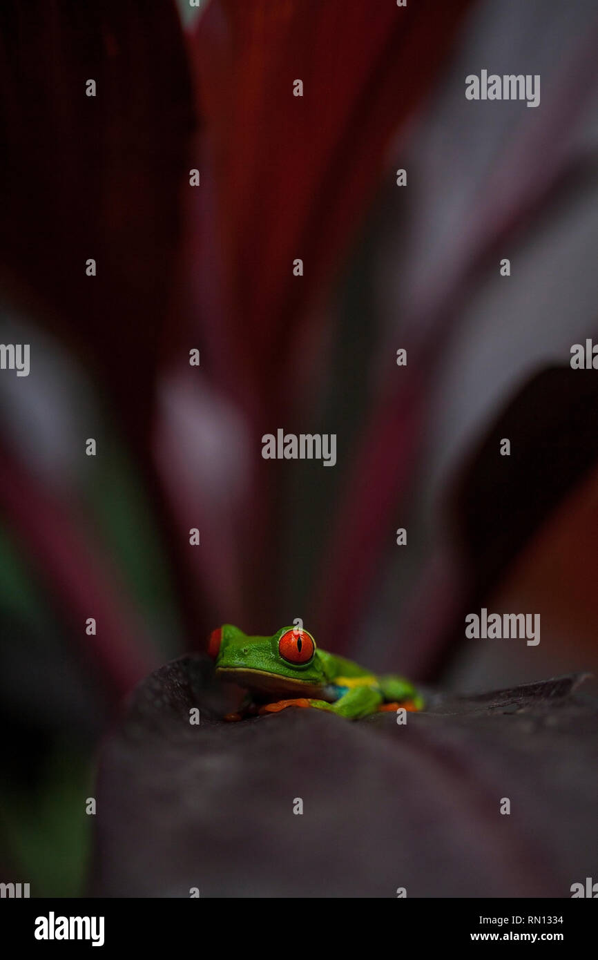 Red-Eyed Tree Frog in a Costa Rica rainforest Stock Photo - Alamy