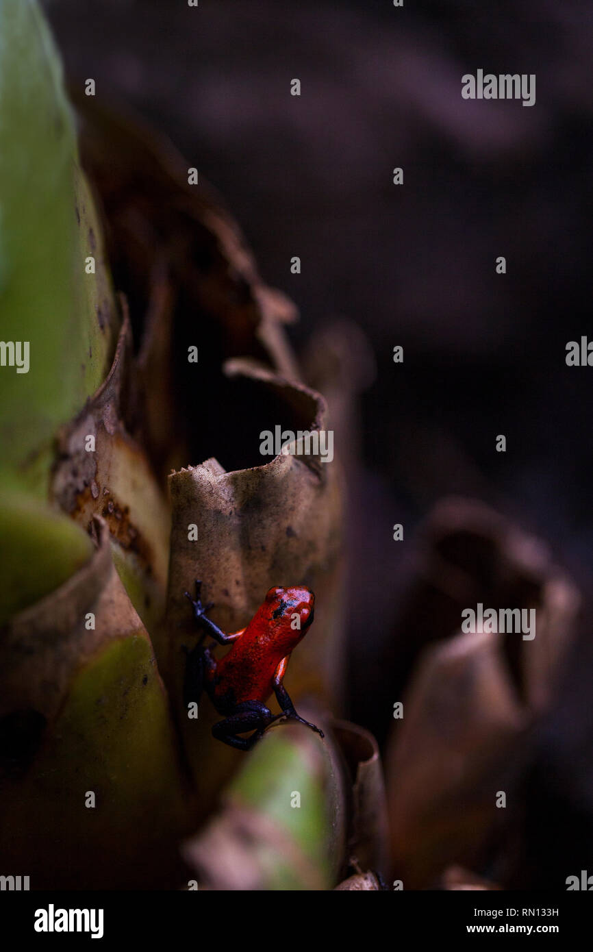 Blue jeans frog sitting on a leaf. Costa Rica rainforest Stock Photo ...