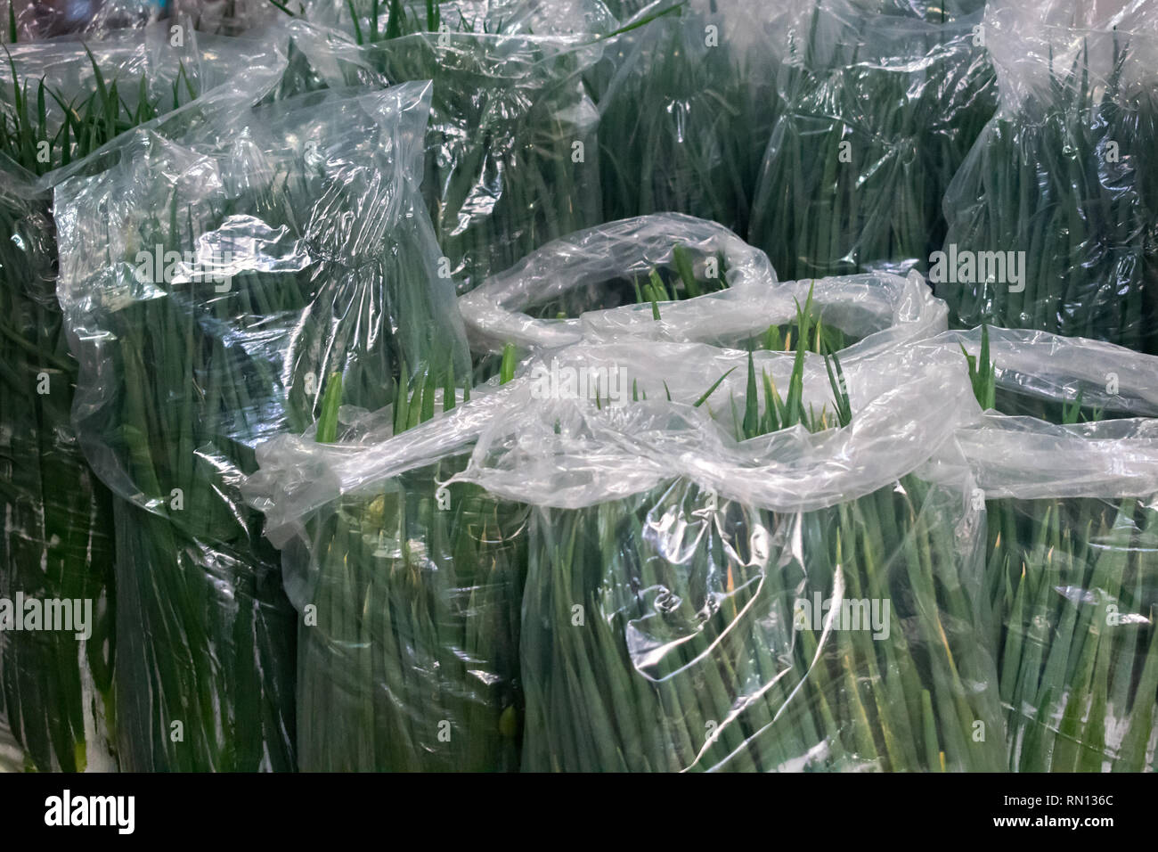 Bunch of onion leaves packed on a transparent sack Stock Photo - Alamy