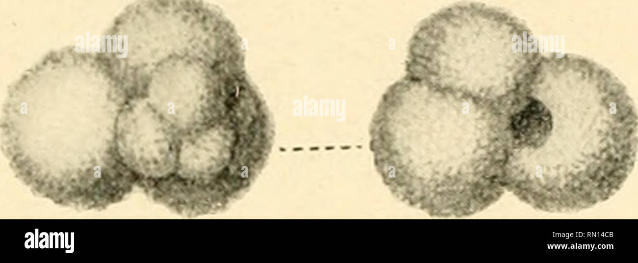 Globigerina bulloides hi-res stock photography and images - Alamy