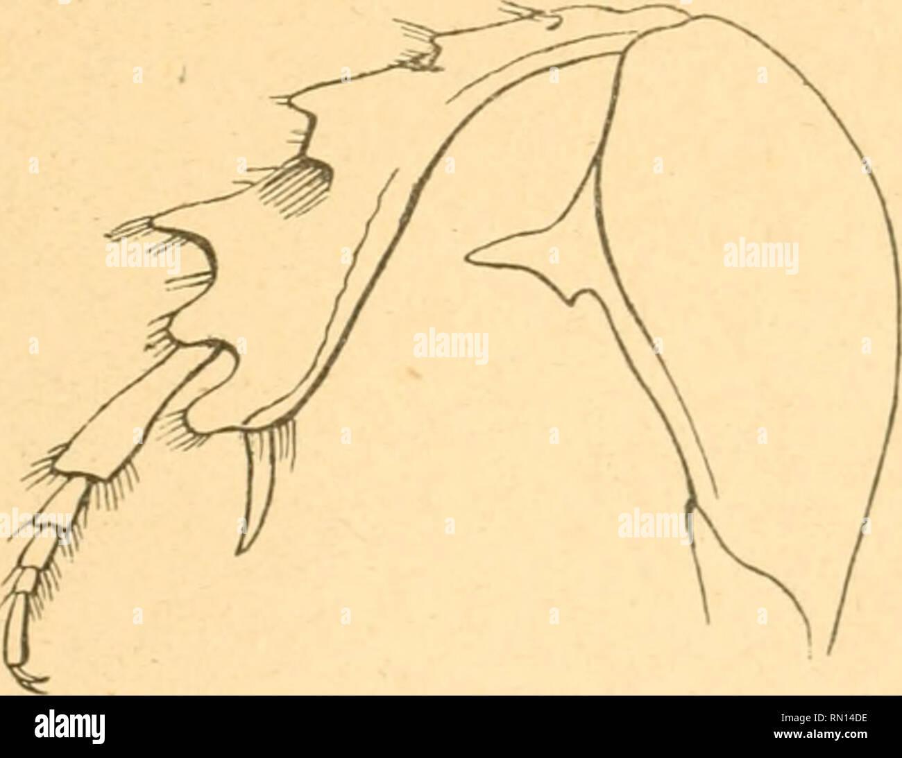 Onitis sp hi-res stock photography and images - Alamy