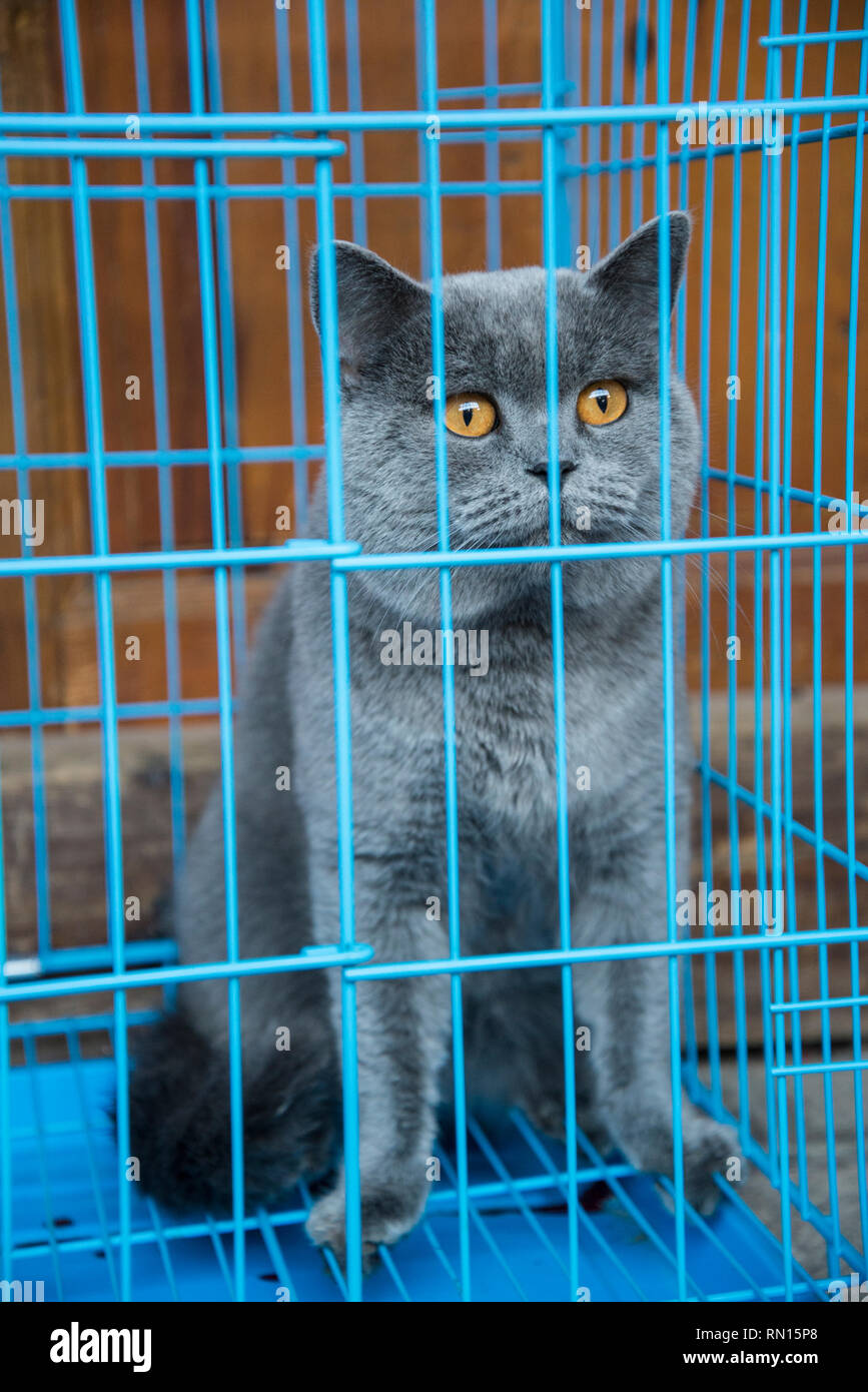 Caged cat hi-res stock photography and images - Alamy