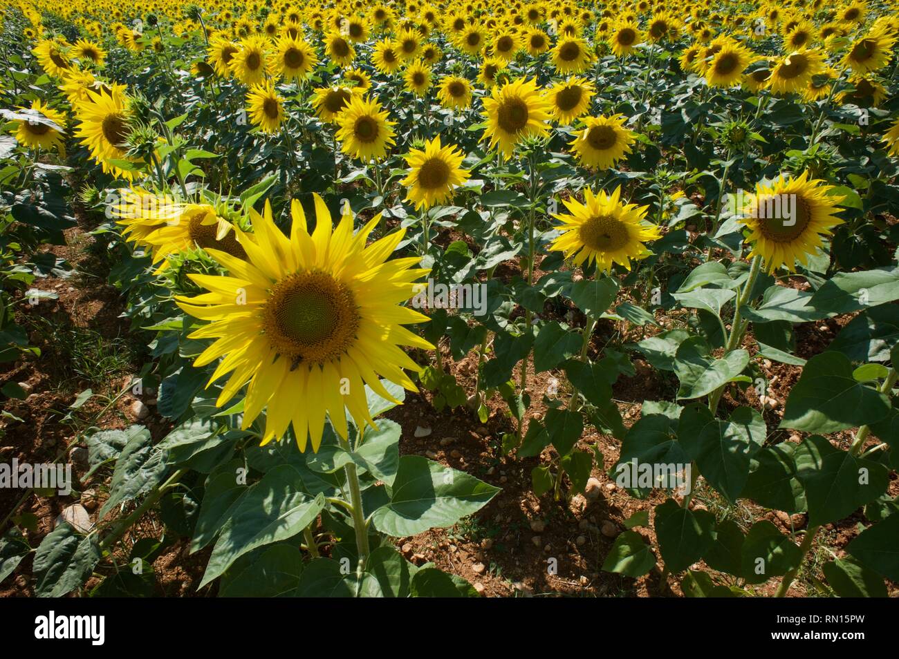 Flower fields provence sunflowers hi-res stock photography and images ...
