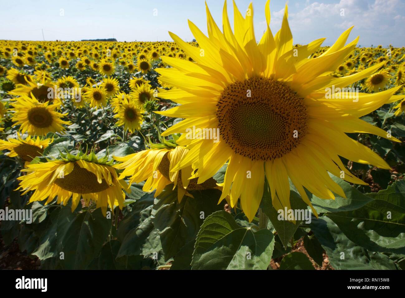 Beehives in field flowers hi-res stock photography and images - Alamy