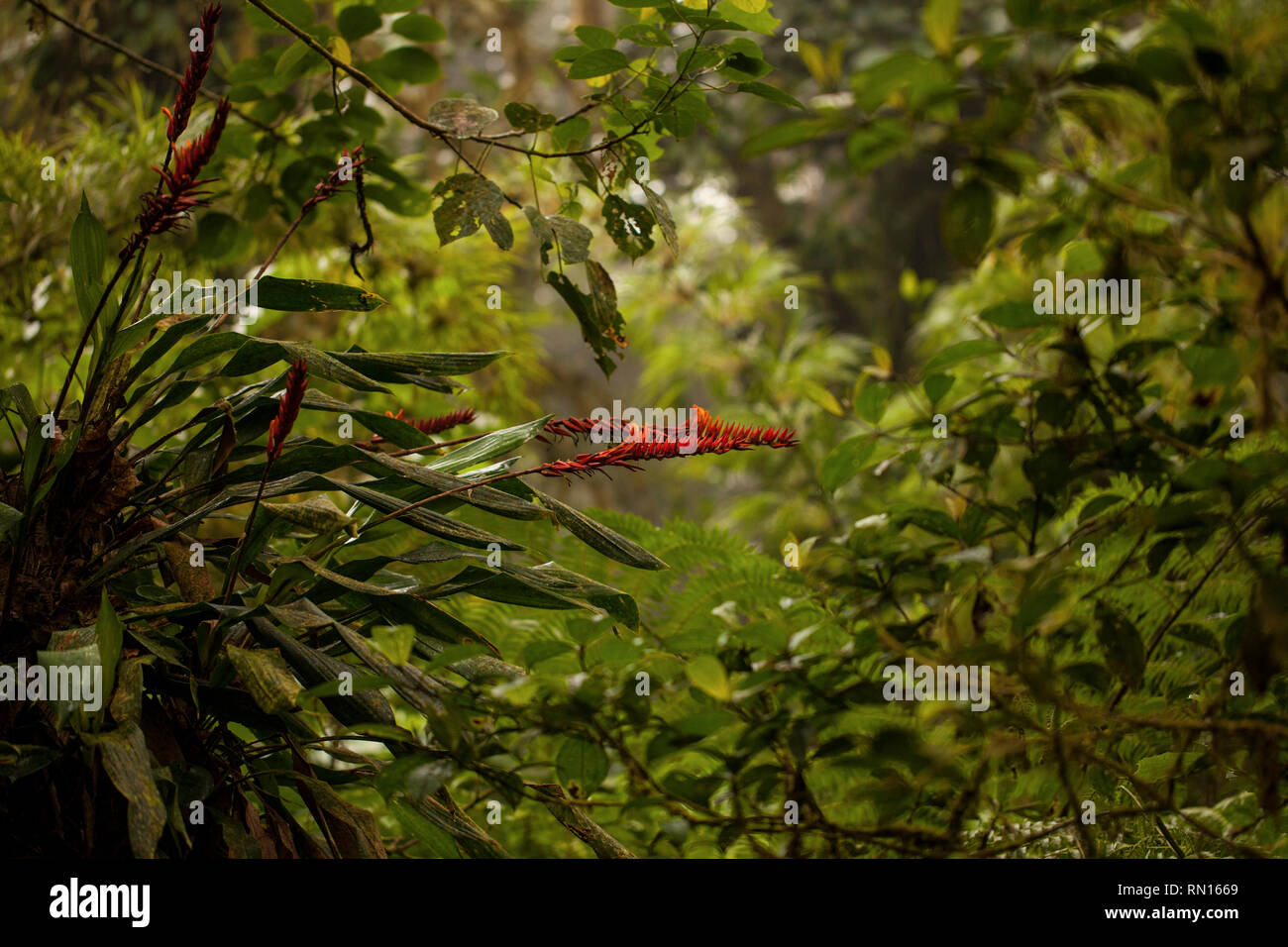 Image of beautiful flowers and plants in the Monteverde Cloud forest ...