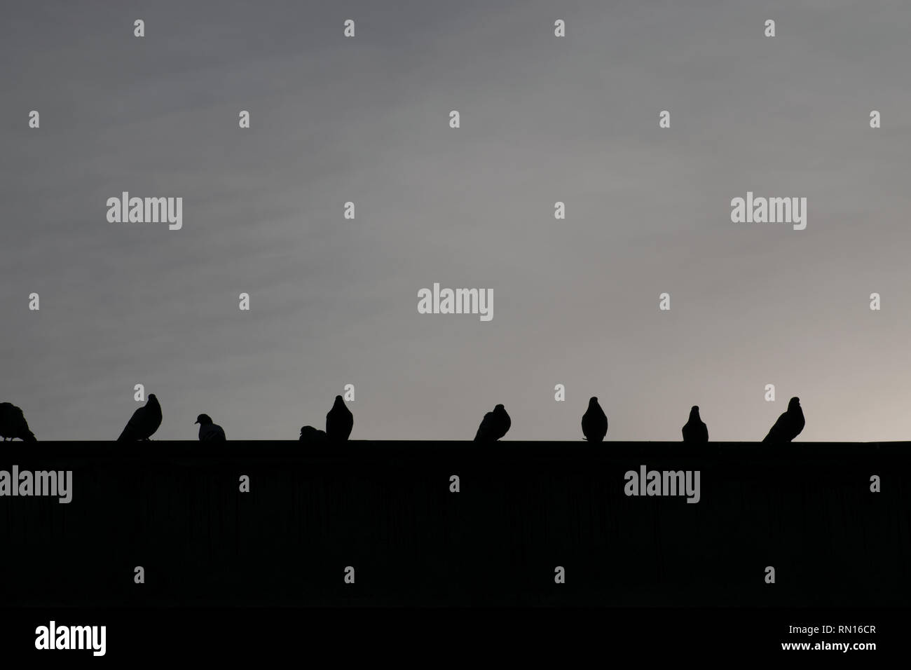 Pigeon black silhouette hi-res stock photography and images - Alamy