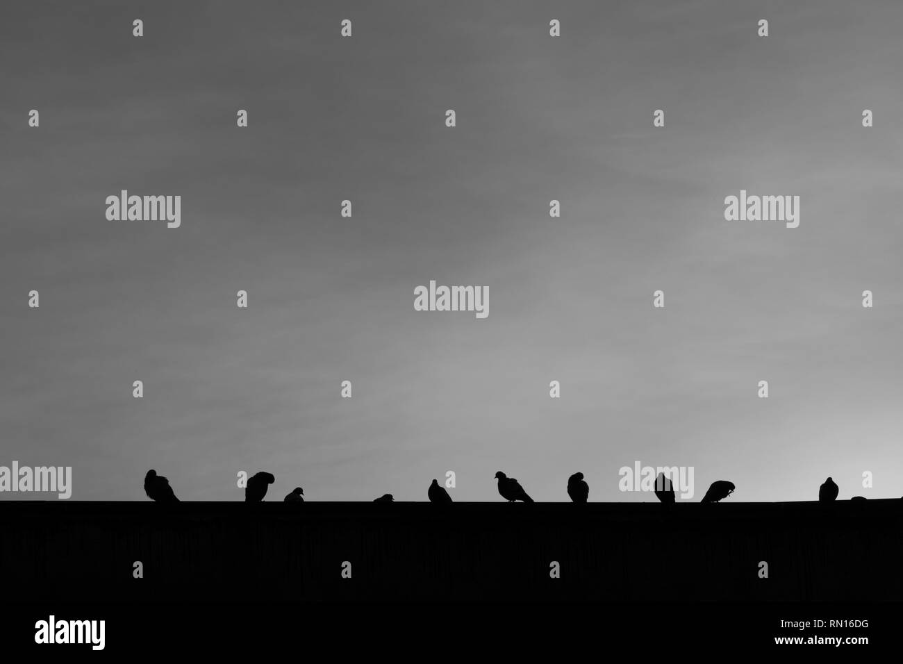 Pigeons are waiting for sunrise Stock Photo - Alamy