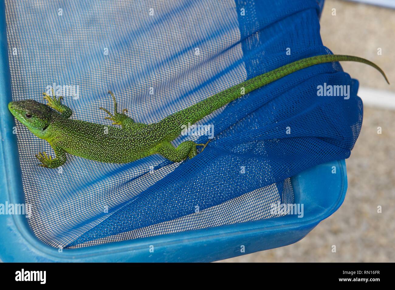 Colourful lizard hi-res stock photography and images - Alamy