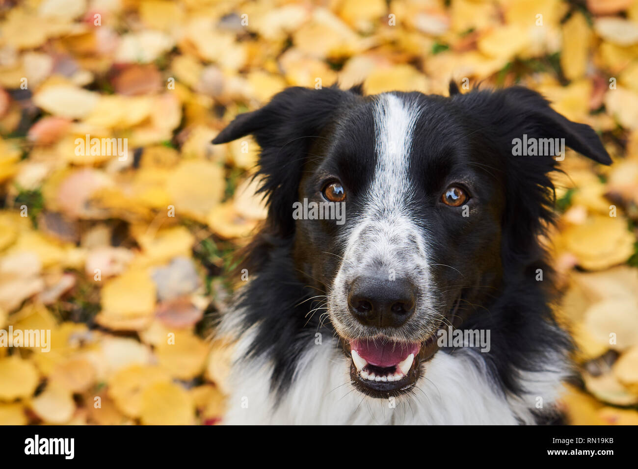 Border collie back hi-res stock photography and images - Alamy