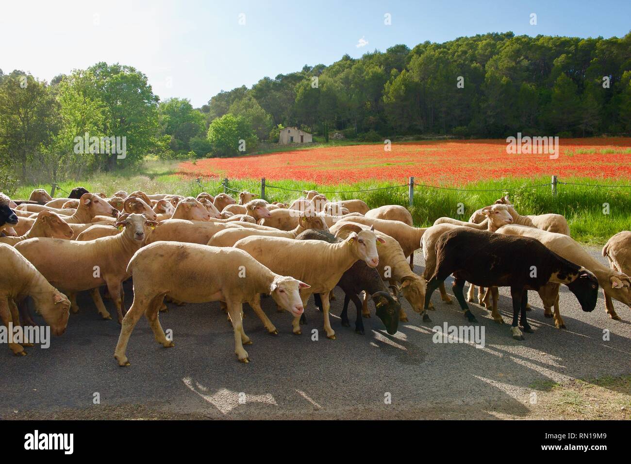 French livestock hi-res stock photography and images - Alamy