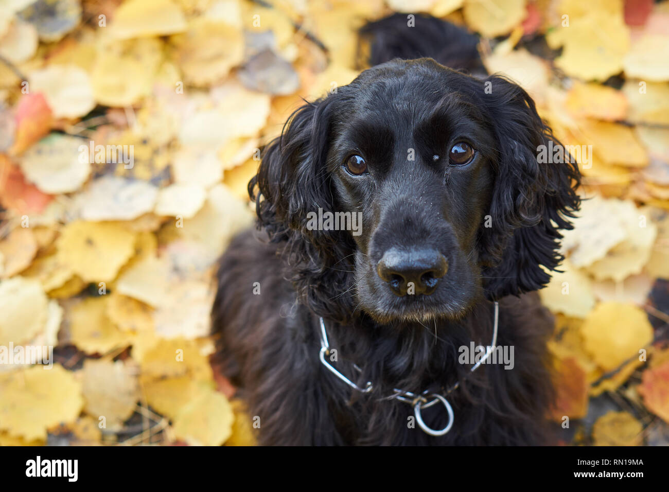 Cocker Spaniel autumn Stock Photo - Alamy