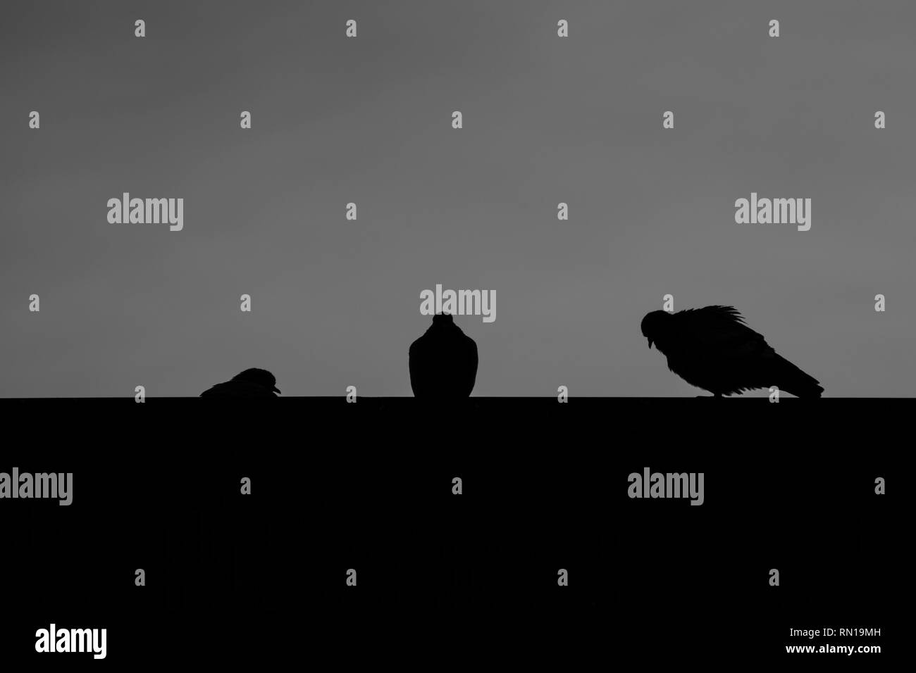 Pigeons are waiting for sunrise Stock Photo - Alamy