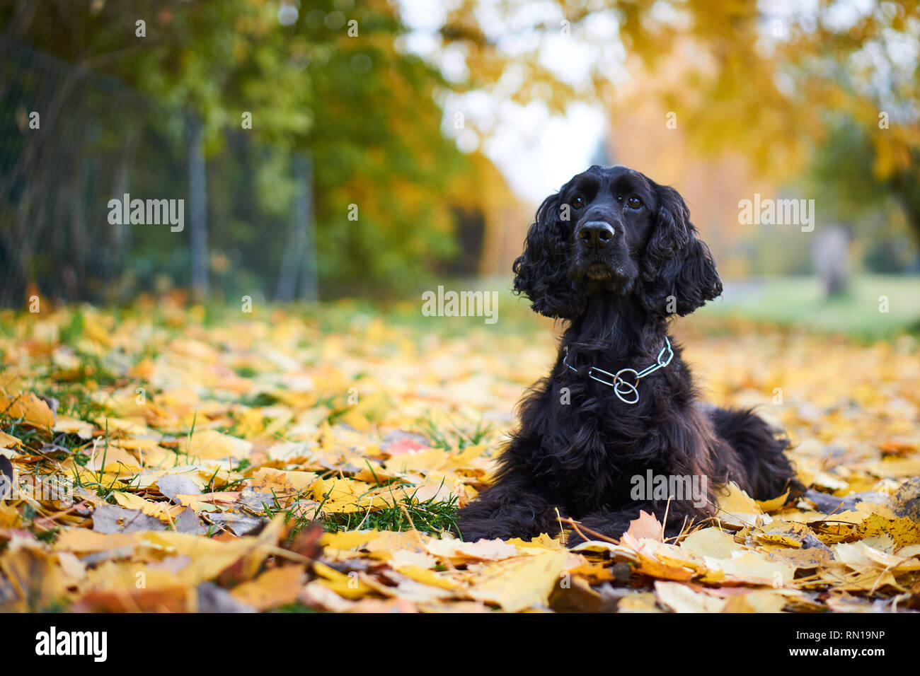 Cocker Spaniel autumn Stock Photo - Alamy
